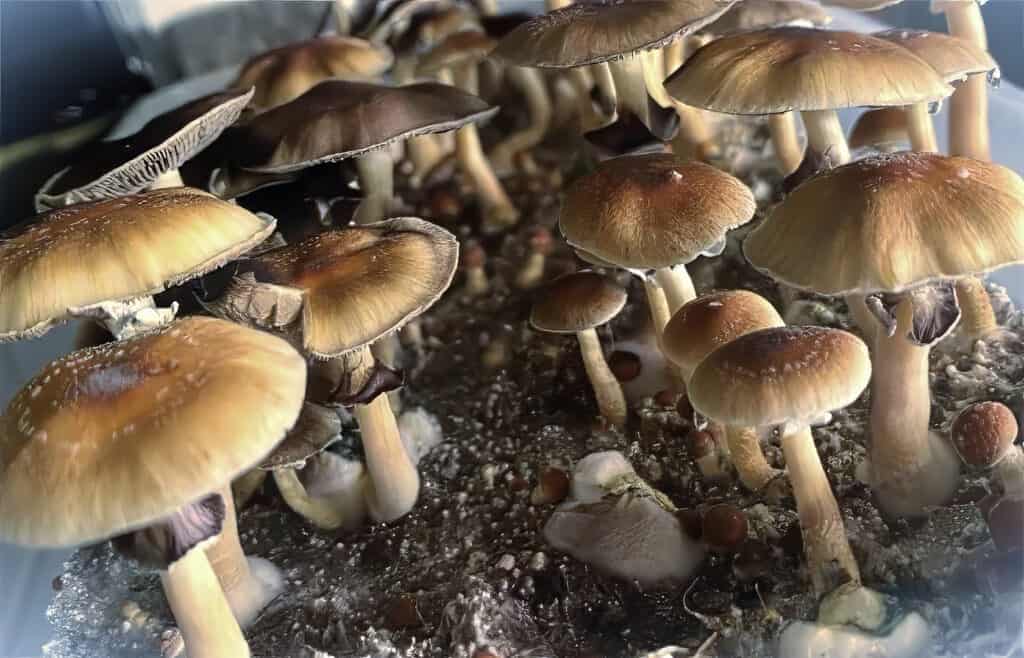 Domestic Magic Mushroom Spores: Research Here | PNW Spore, Co.