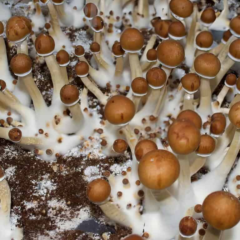 Magic Mushroom Spores: Cubensis + More. Shop at PNW Spore.