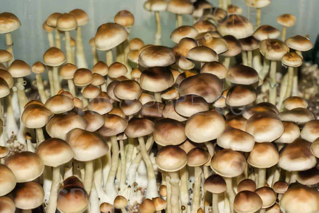 Magic Mushroom Spores: Cubensis + More. Shop at PNW Spore.