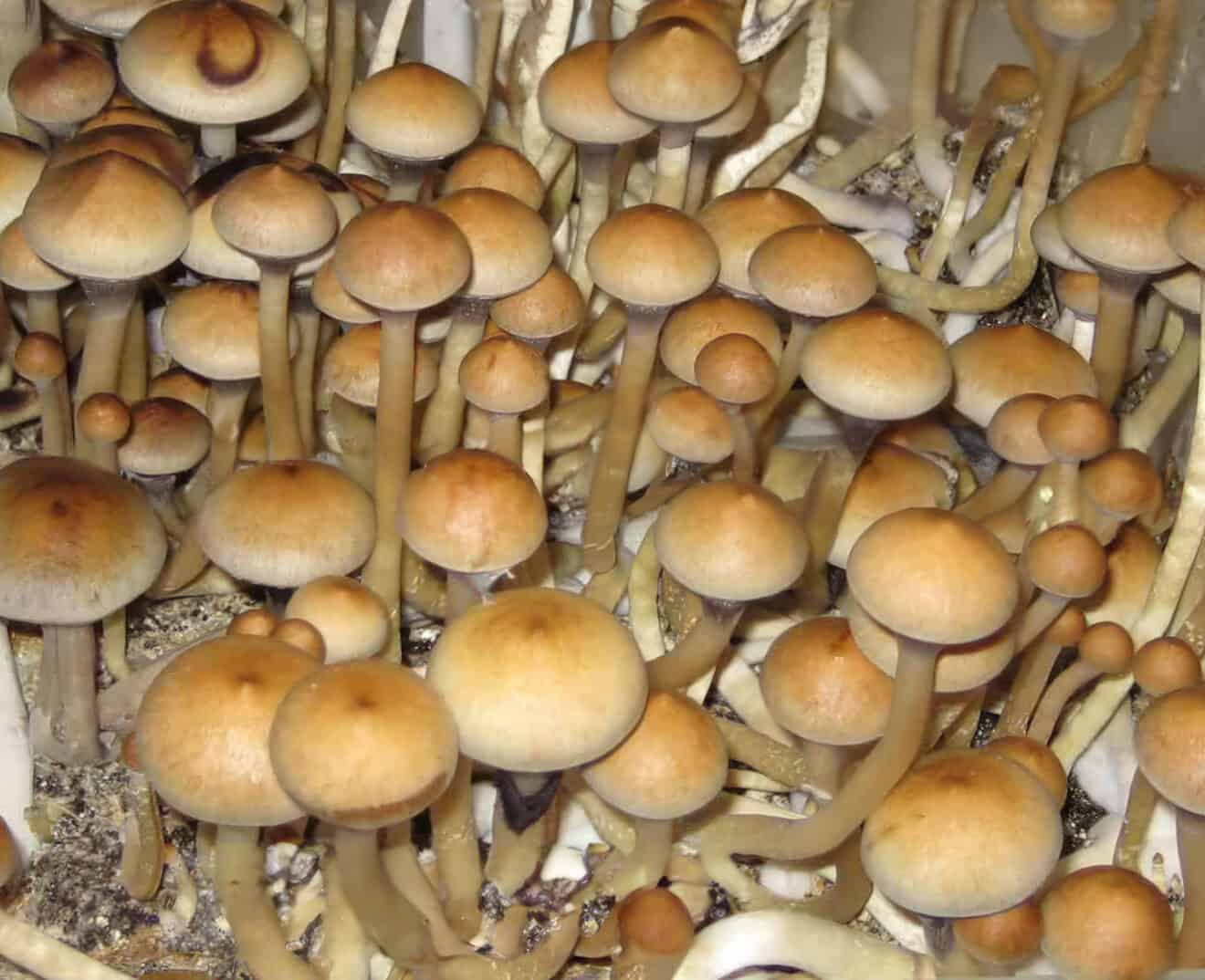 Golden Teacher Spores: Order Spore Kit Here | PNW Spore, Co.