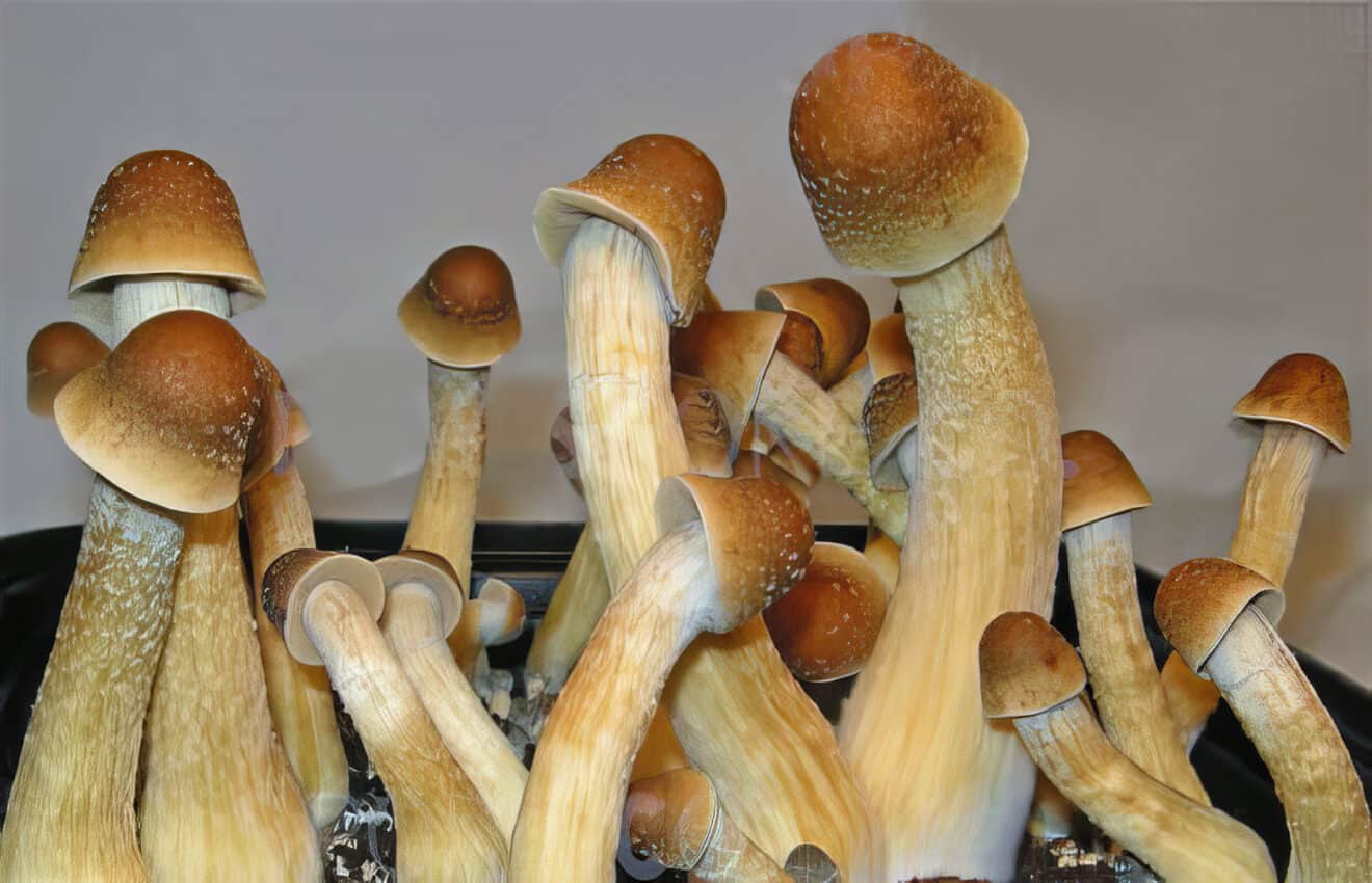 Magic Mushroom Spores: Cubensis + More. Shop at PNW Spore.