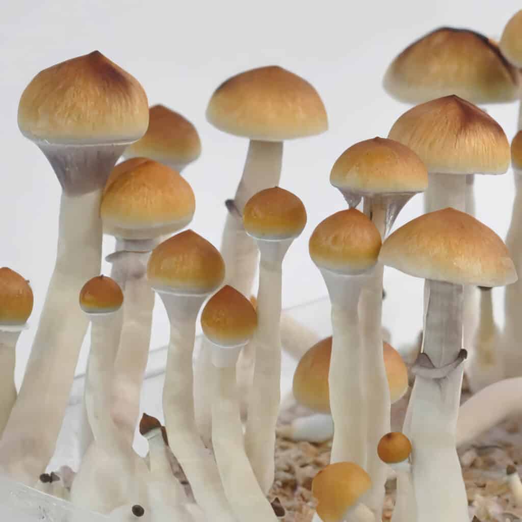 Magic Mushroom Spores: Cubensis + More. Shop at PNW Spore.