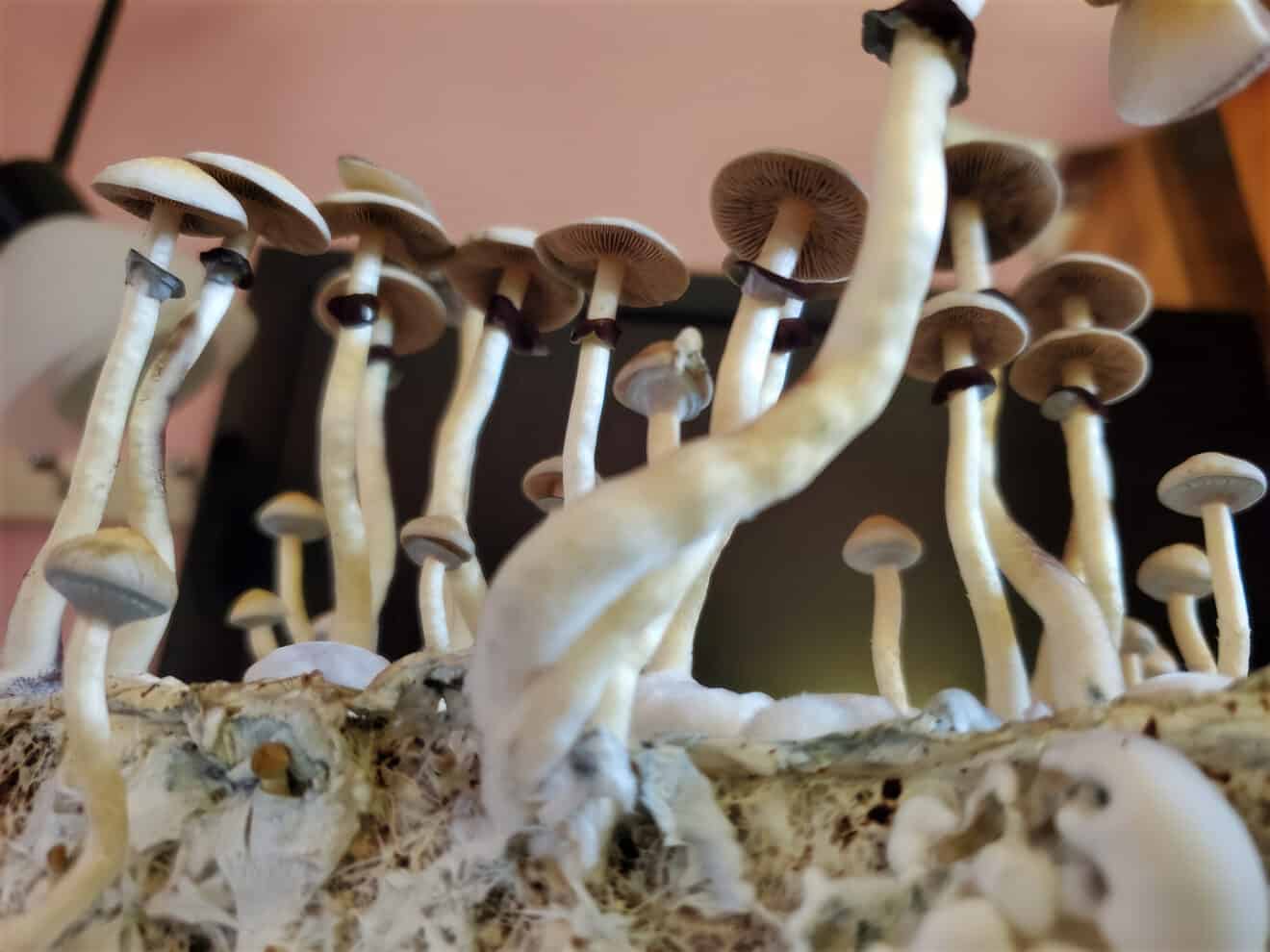 Natal Super Strength Spore Syringe | PNW Spore, Co.