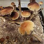 Magic Mushroom Spores: Cubensis + More. Shop at PNW Spore.
