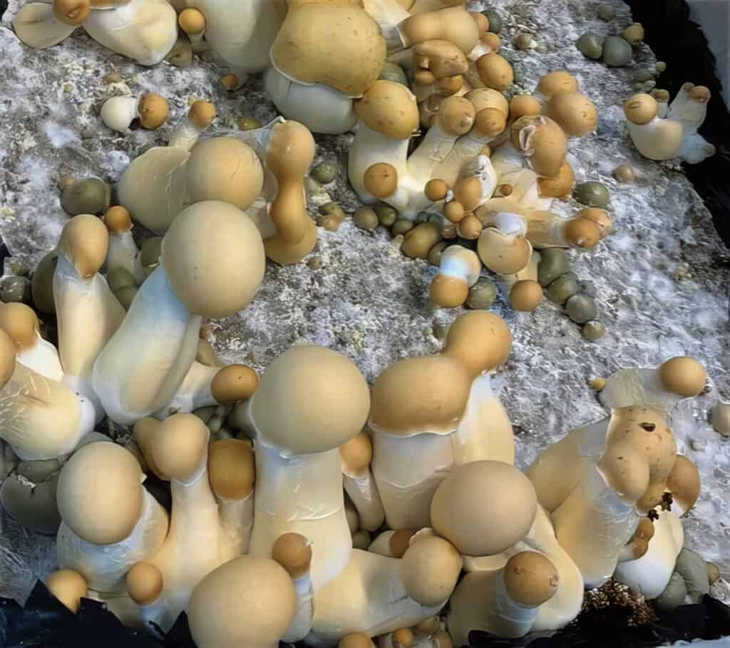 PNW Spore Co: the Best P. Cubensis + More Mushroom Spores.