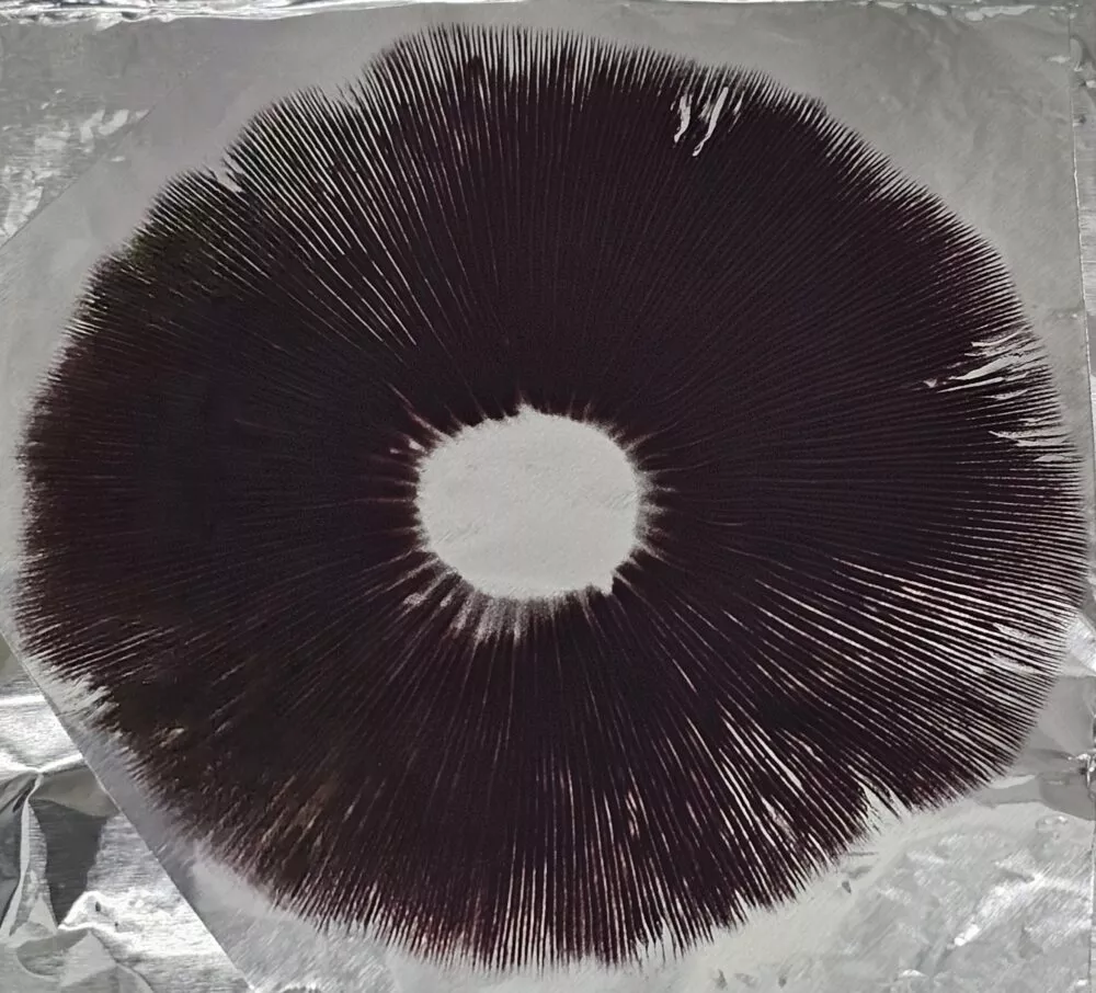 Magic Mushroom Spores: Cubensis + More. Shop at PNW Spore.