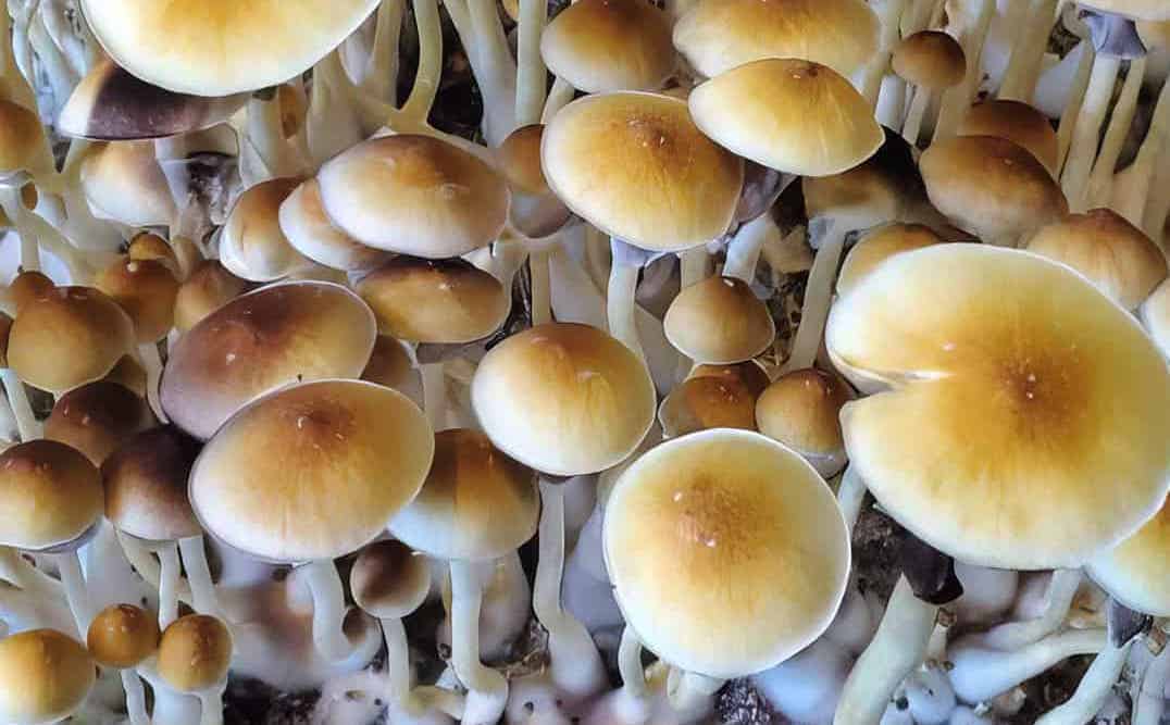 Magic Mushroom Spores: Cubensis + More. Shop at PNW Spore.