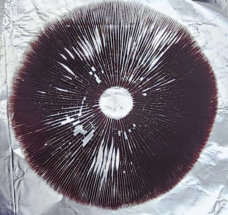 Shop All Mushroom Spore Syringes | PNW Spore, Co.