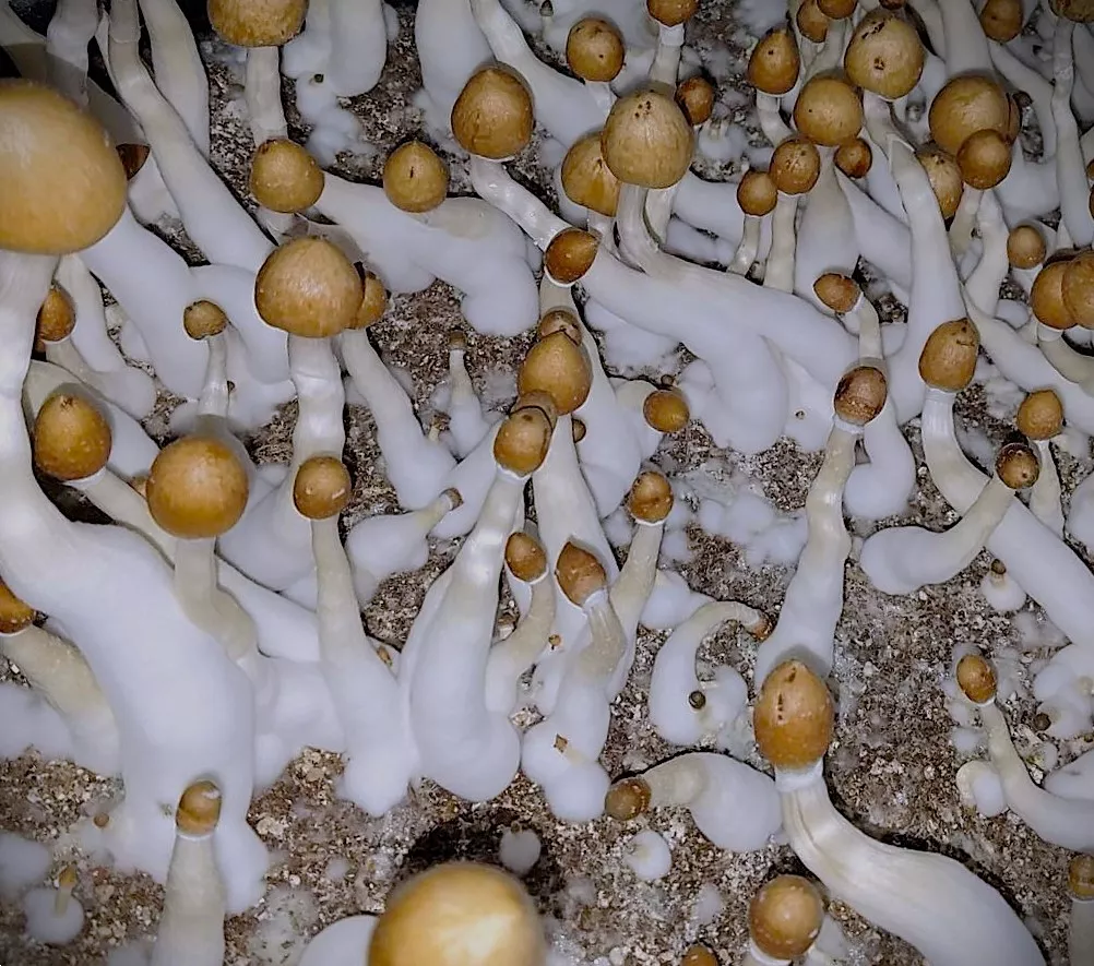 Magic Mushroom Spores: Cubensis + More. Shop at PNW Spore.