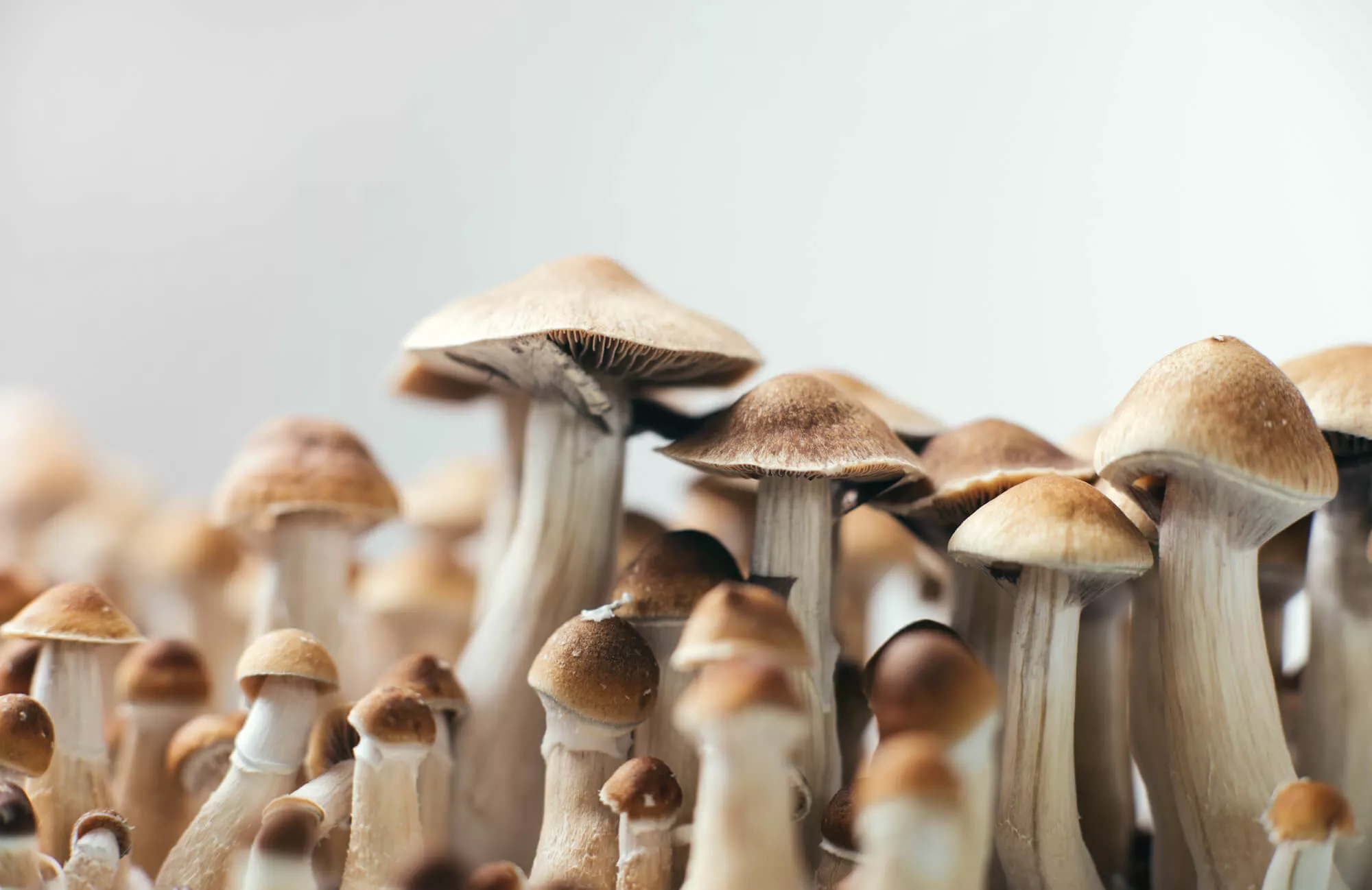 Magic Mushroom Spores: Cubensis + More. Shop at PNW Spore.