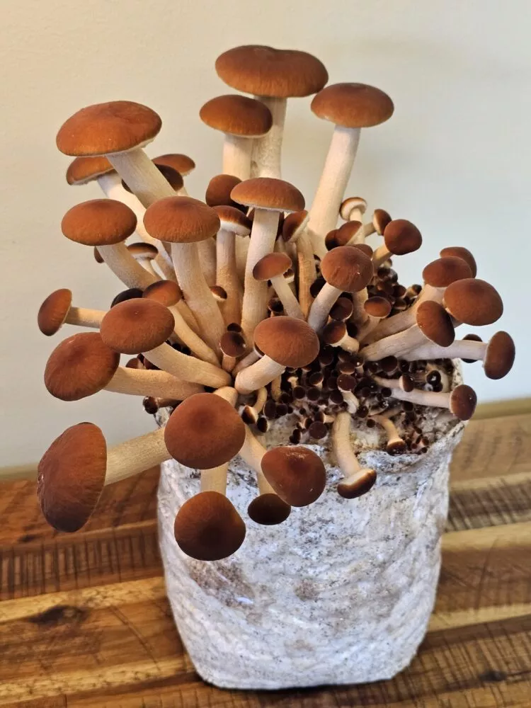 Pioppino Mushroom Liquid Culture | PNW Spore, Co.
