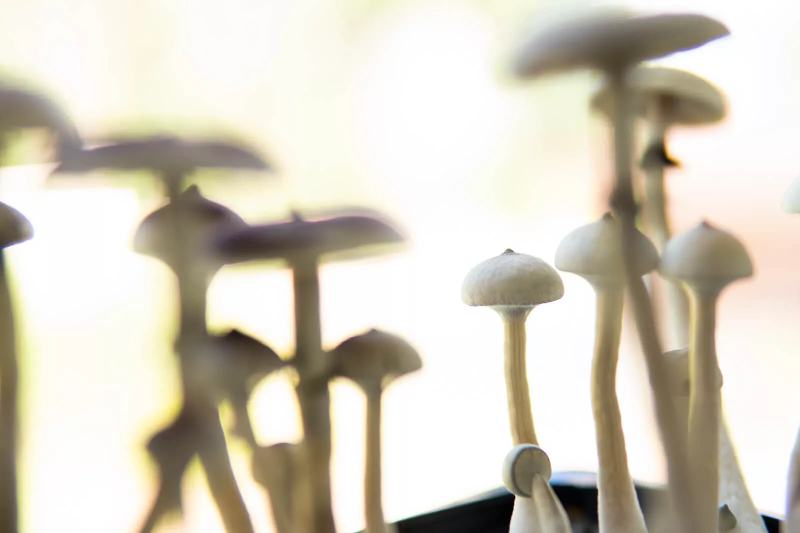 What Are Z-Strain Mushrooms? Learn At PNW Spore, Co.